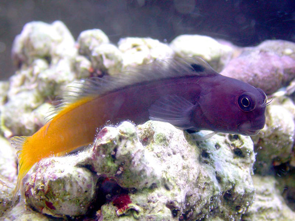 bicolor blenny | Saltwaterfish.com Forums for Fish Lovers!