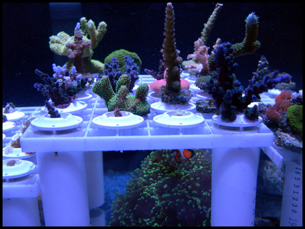 Latest Frag Rack | Reef2Reef